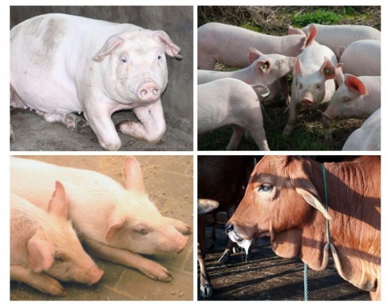 Nguyên Nhân Và Cách Phòng Trị Bệnh Lở Mồm Long Móng - FarmGo