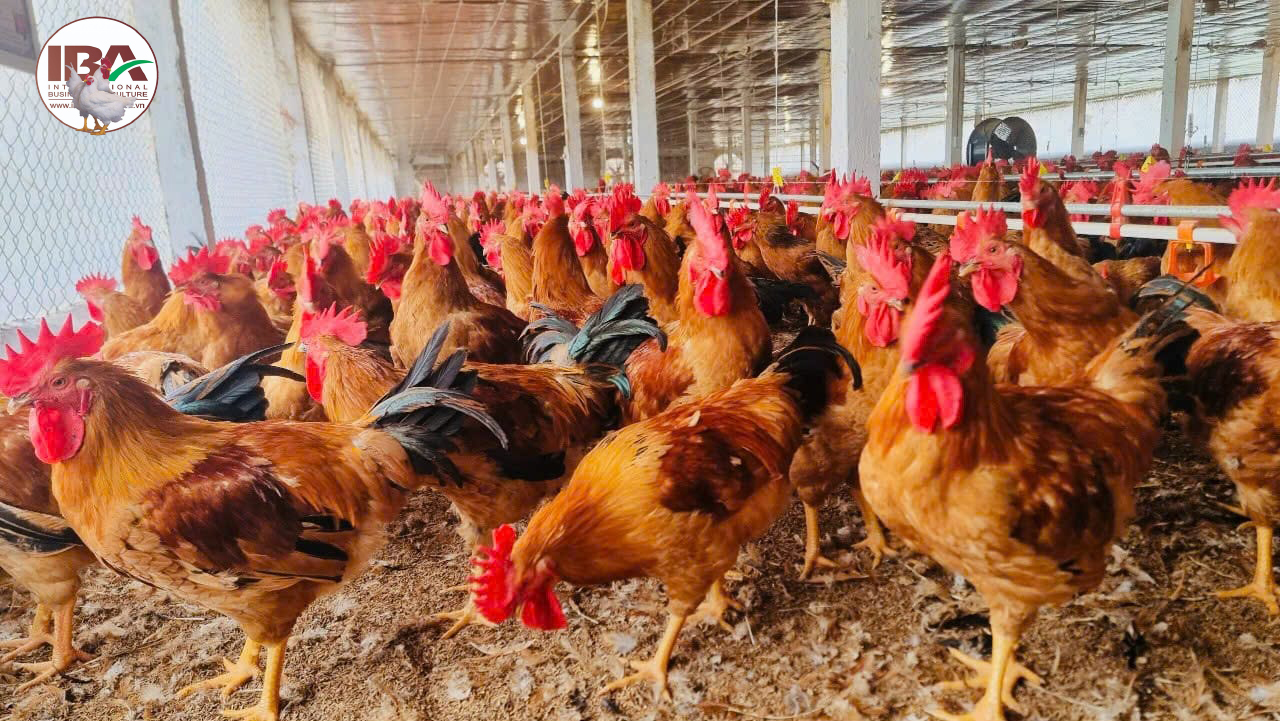 Công Ty Quốc Tế Nông Nghiệp IBA Việt Nam Thực Hiện Chuyển đổi Số Hệ ...